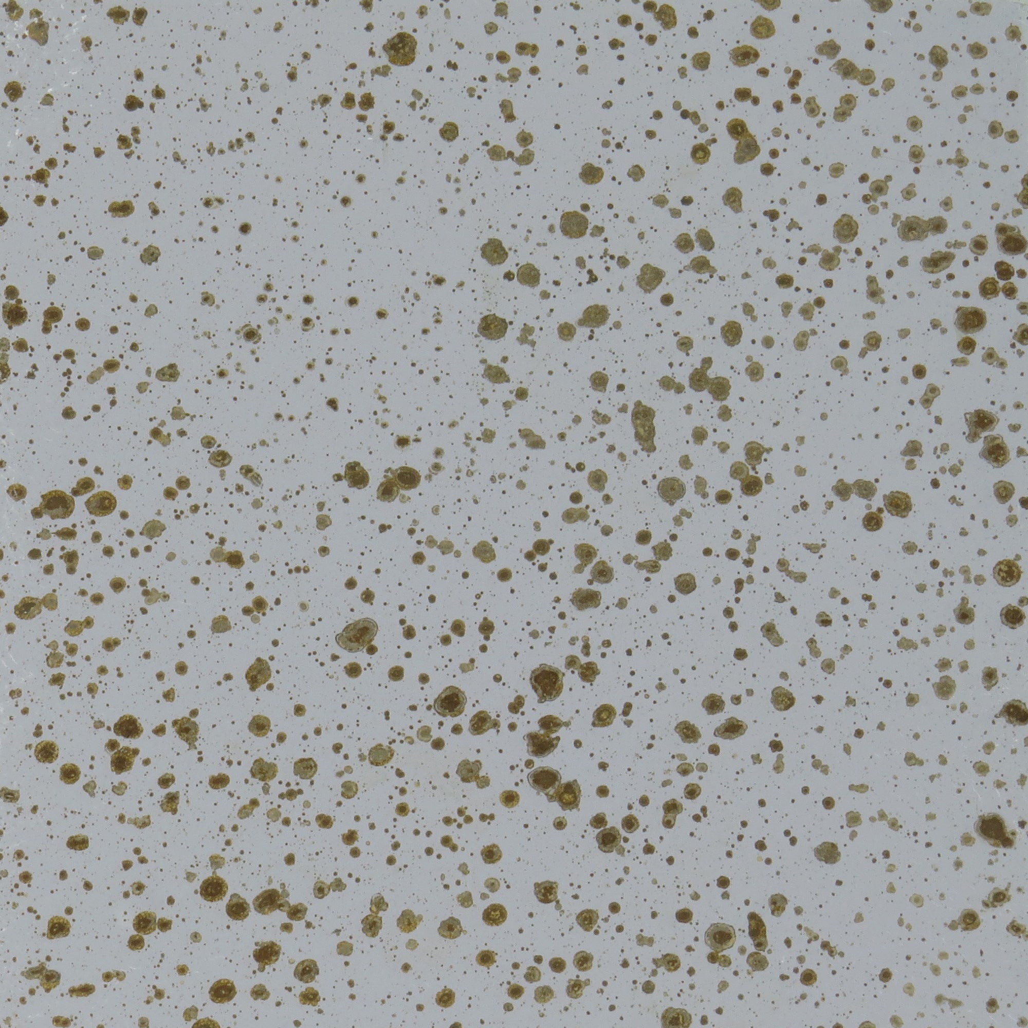 Burnished Gold | Medium – Bradley USA